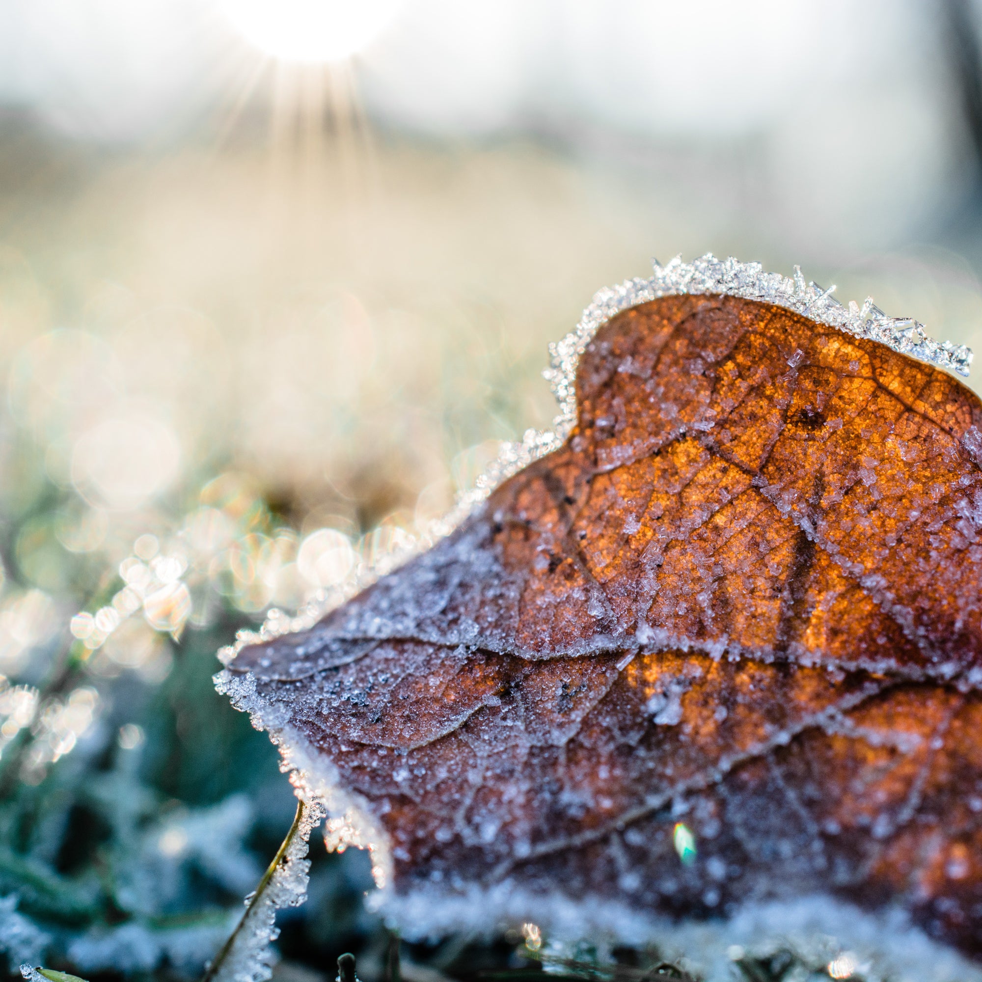 This Month in the Garden: December – Rexius