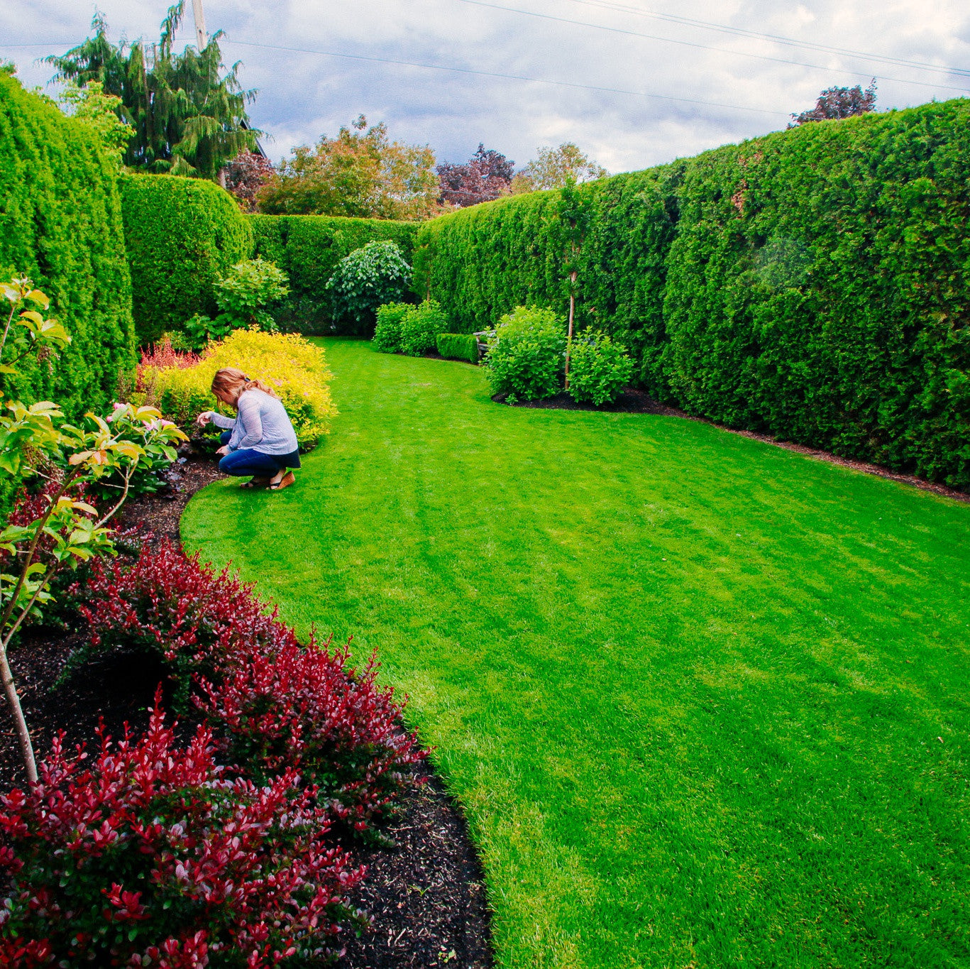 Check your shrubs – Rexius