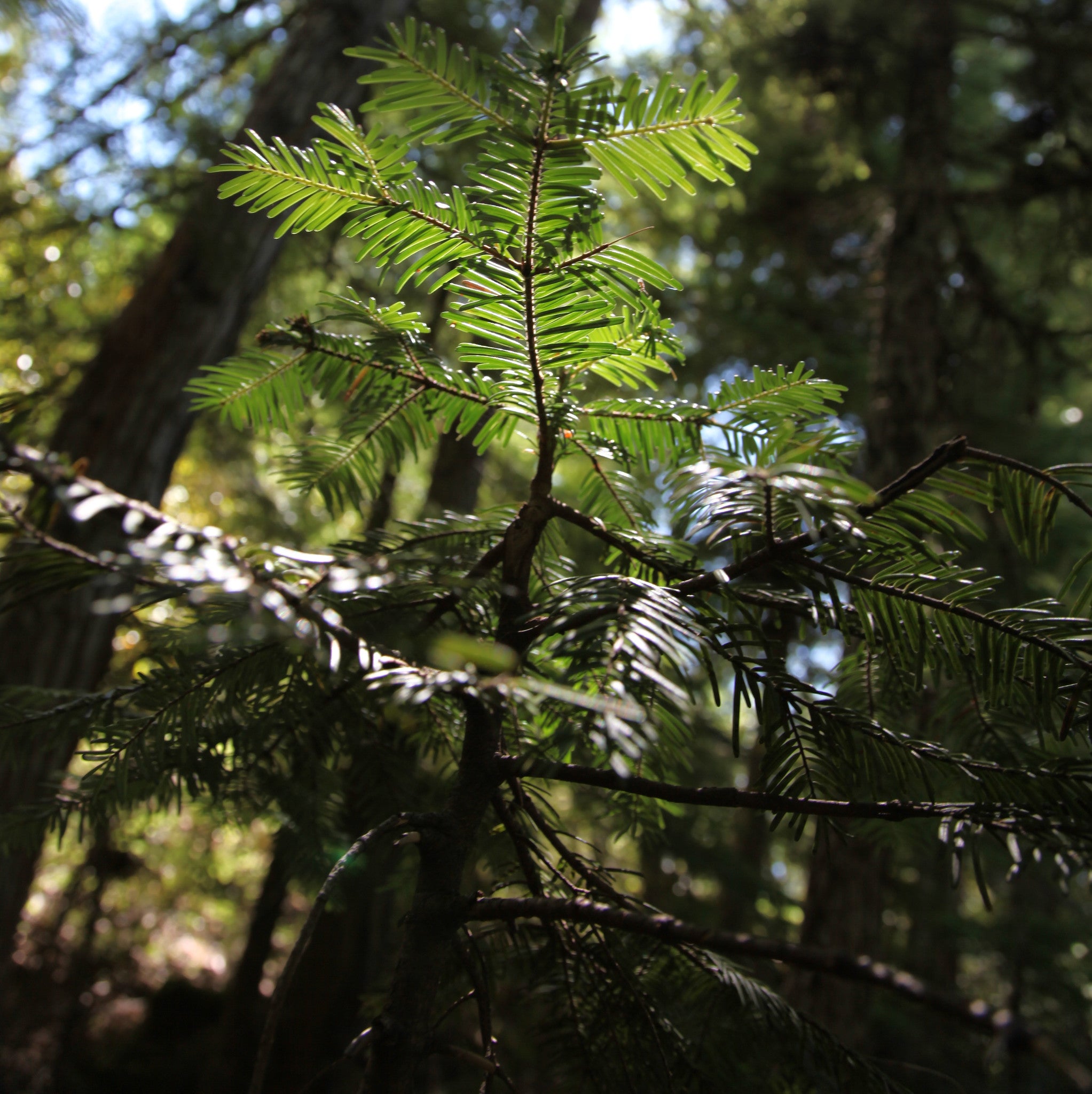 Christmas Tree Maintenance in Eugene, Oregon – Rexius