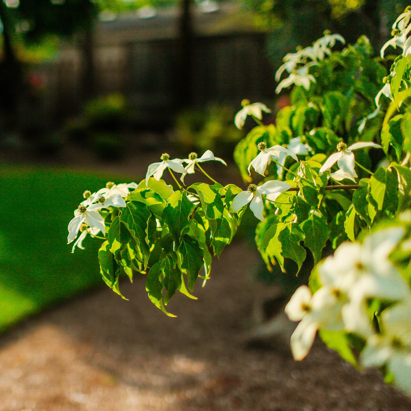 Watch for fungal diseases – Rexius