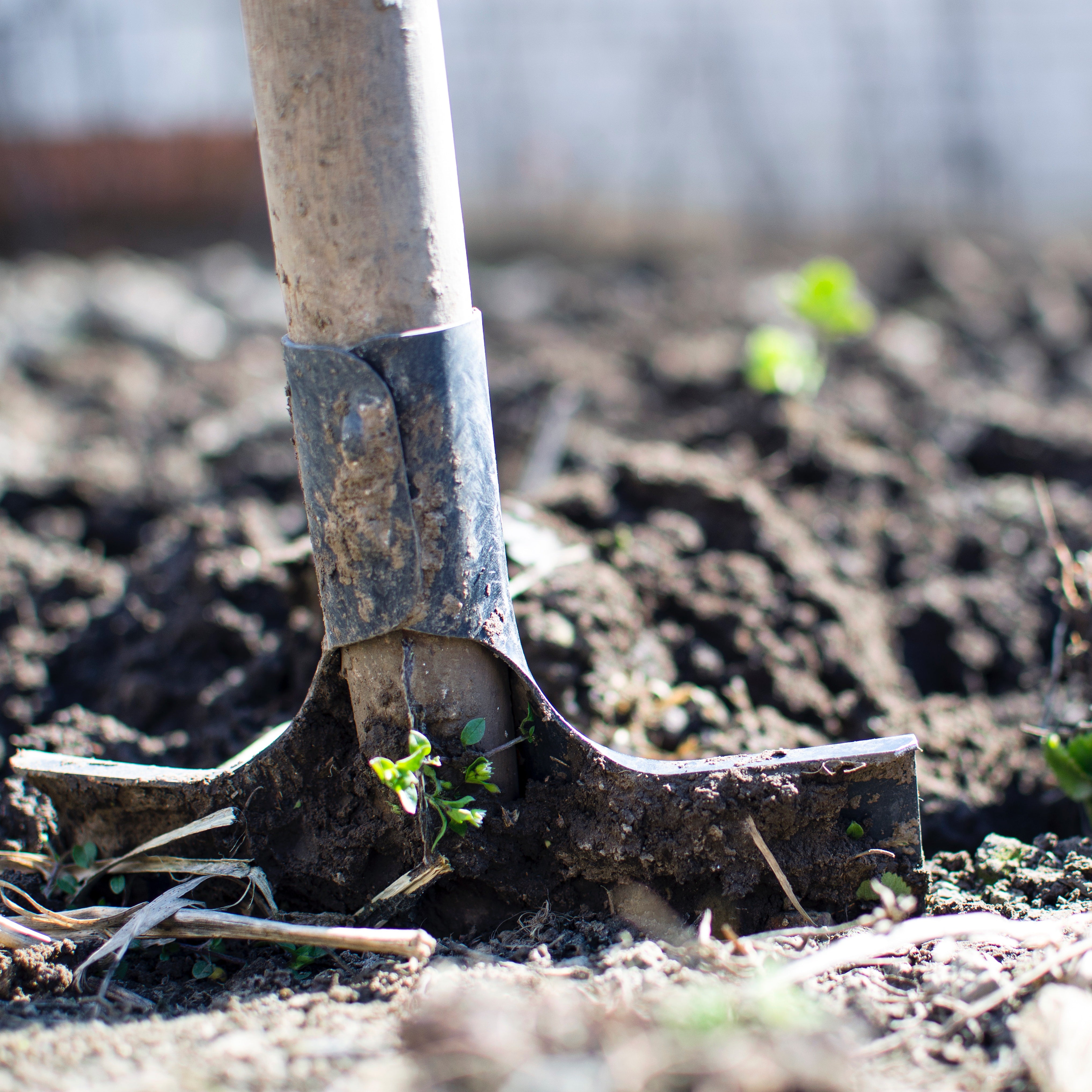 This Month in the Garden: August – Rexius