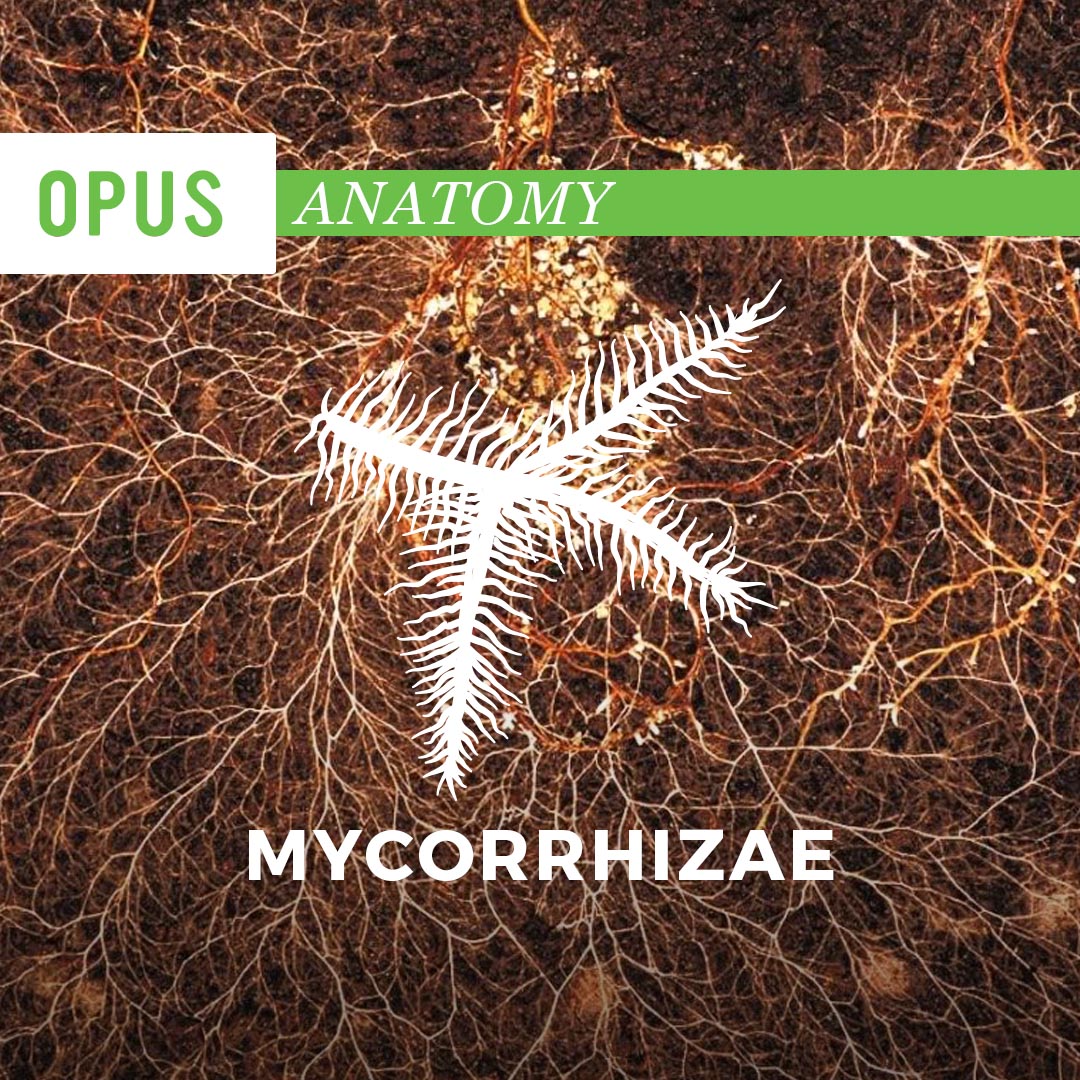 Mycorrhizal Fungi – Rexius