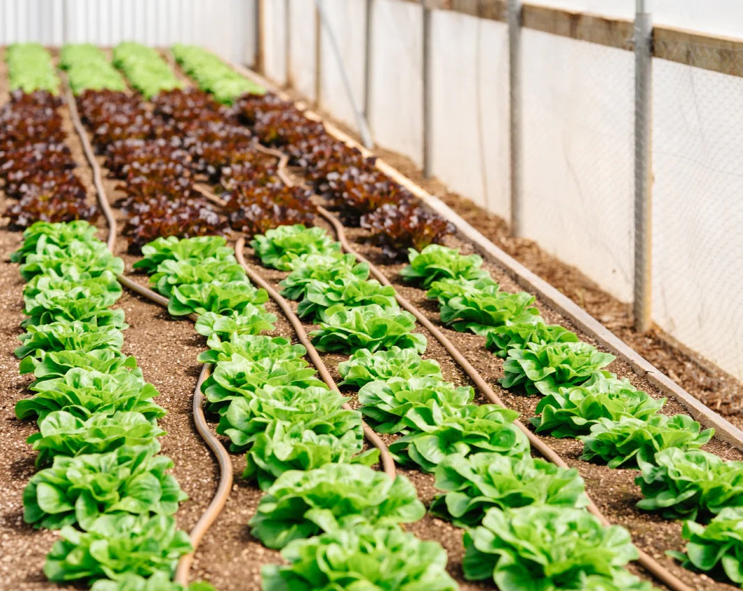 Compost vs. Soil: Unveiling the Essentials for Your Garden's Growth ...